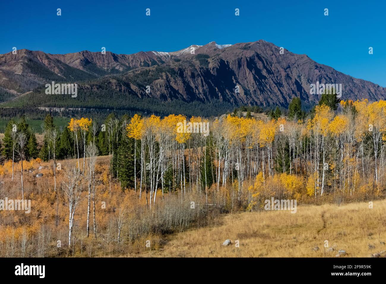 Trembling aspen trees hi-res stock photography and images - Alamy