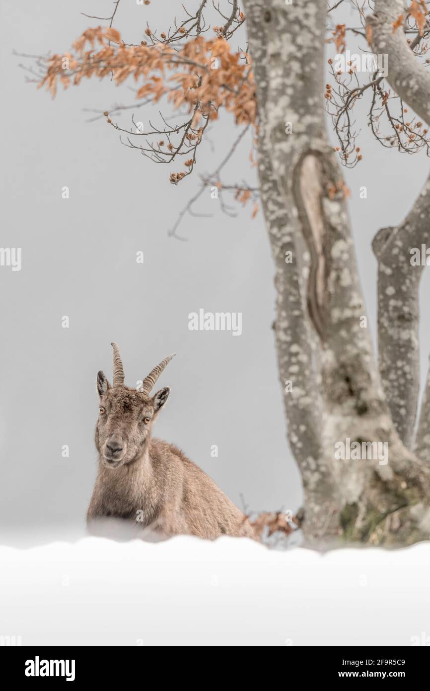 Fine art portrait of Alpine ibex female wrapped by snow and fog (Capra ...