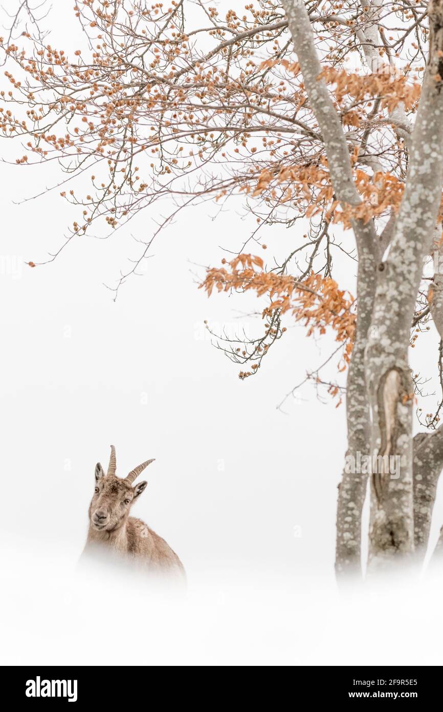 Mammal mountain national park tree ibex hi-res stock photography and ...