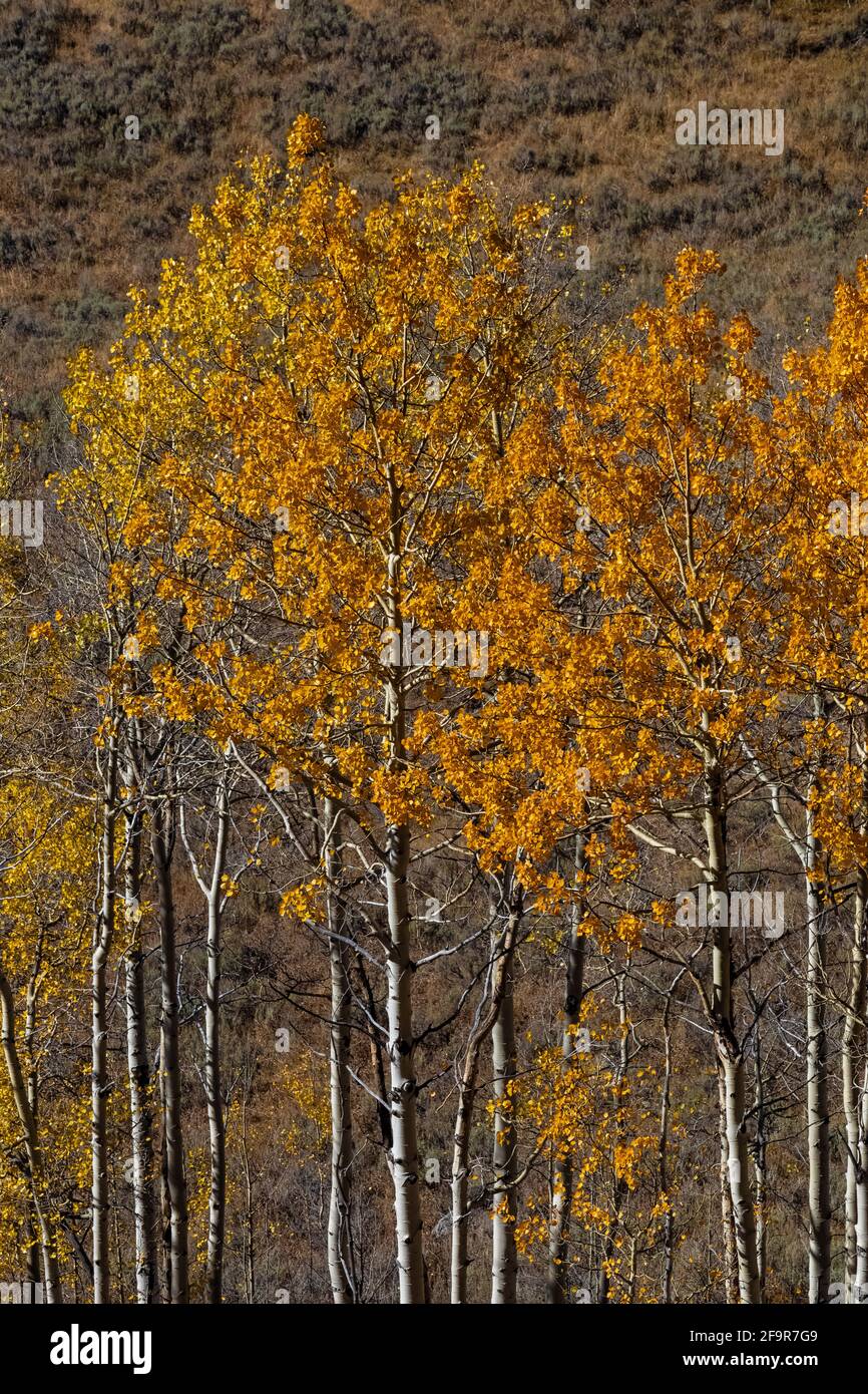 Trembling aspen trees hi-res stock photography and images - Alamy