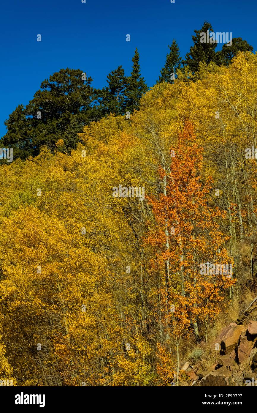 Trembling aspen trees hi-res stock photography and images - Alamy