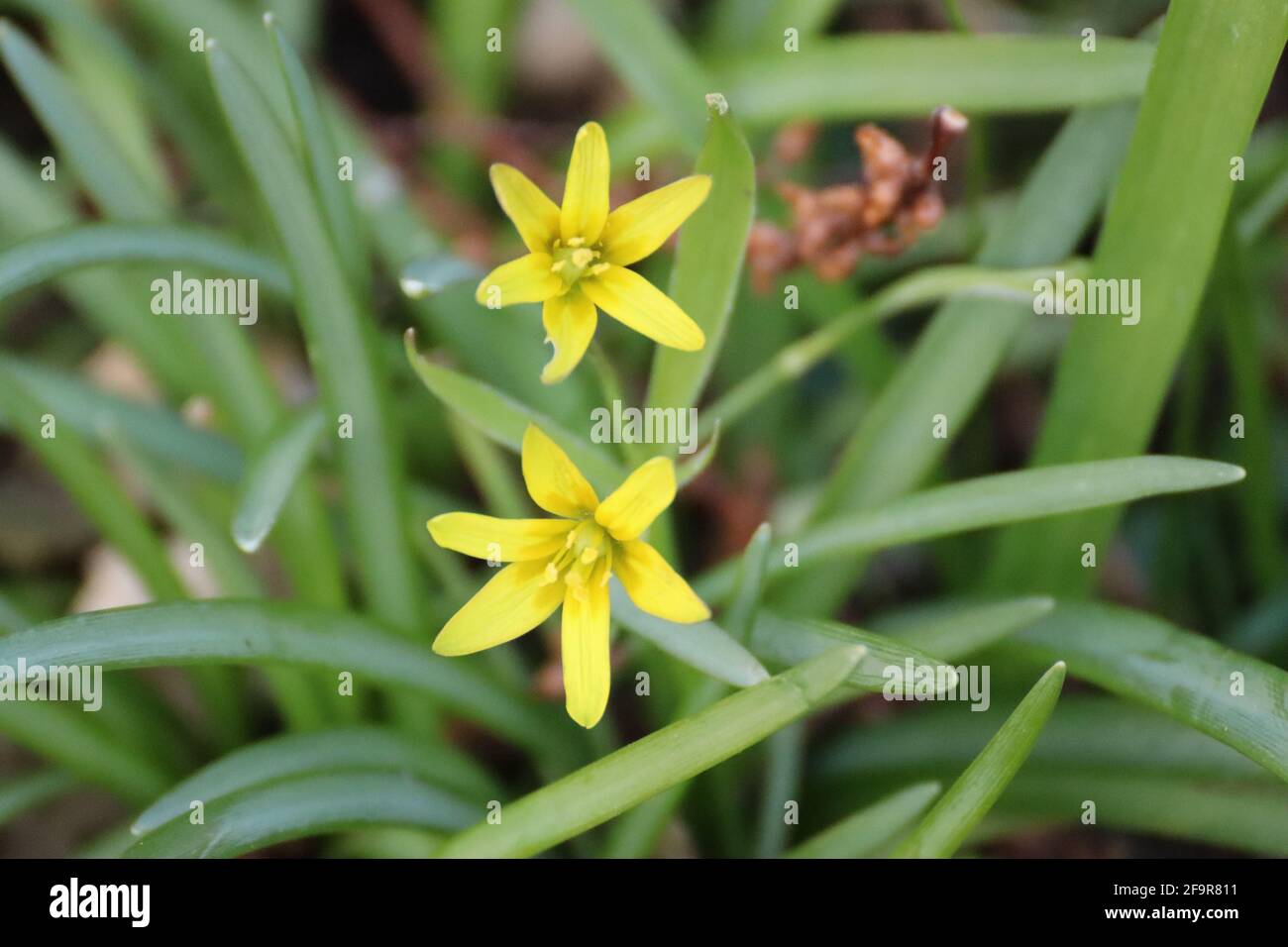 Where does gagea lutea grow hi-res stock photography and images - Alamy