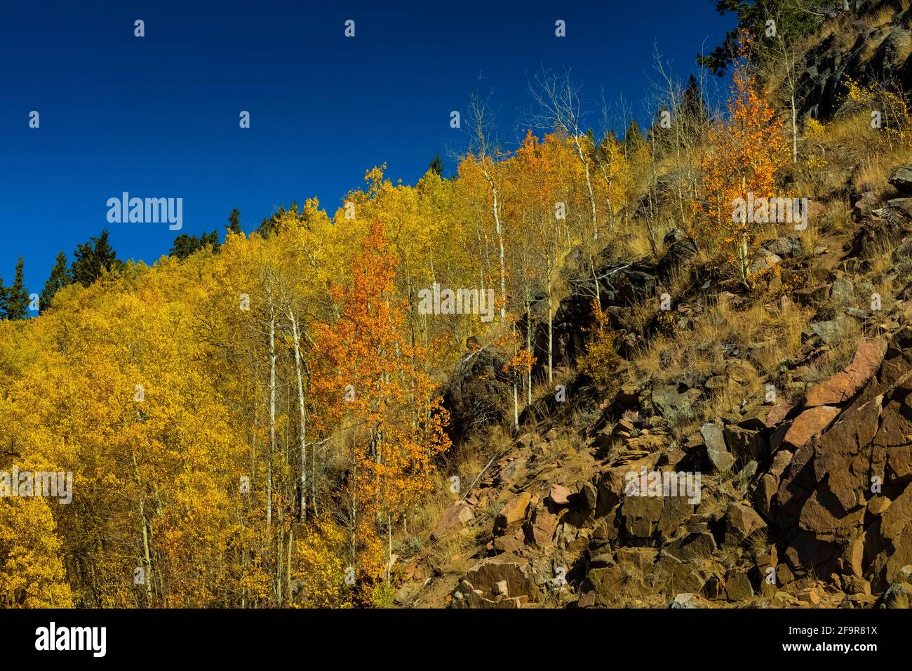 Trembling aspen trees hi-res stock photography and images - Alamy