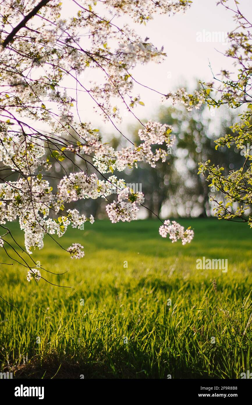Nature Scenes With Flowers Nature Background Photos, Download The BEST