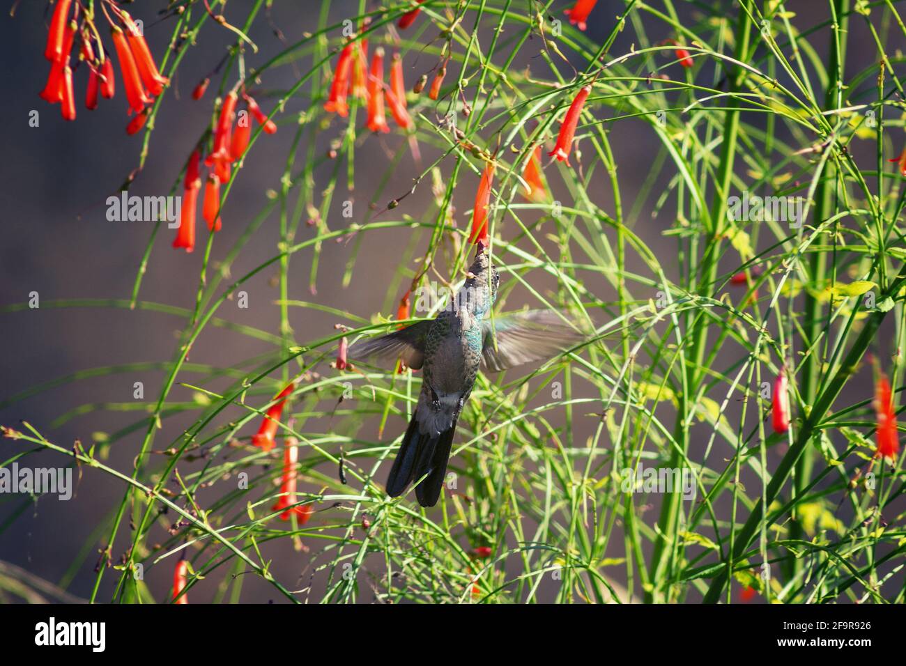 Cute gray hummingbird picking at a firecracker plant while in flight ...