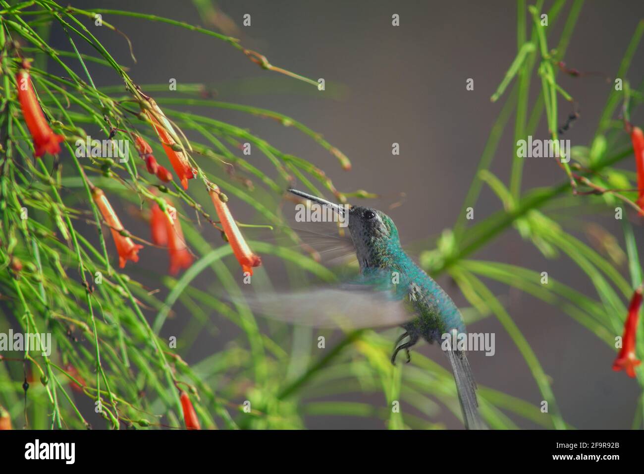 Gray-green hummingbird in flight looking curiously at firecracker ...