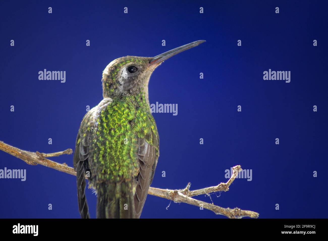Cute green bee hummingbird on the end of a branch looking up with a ...