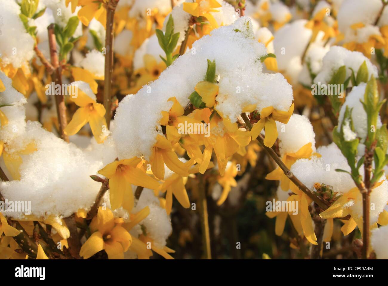 Frost flower hi-res stock photography and images - Alamy