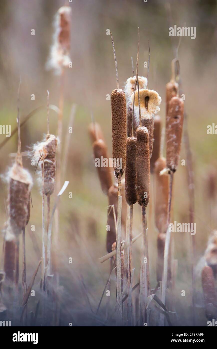 Cattail seed pod hi-res stock photography and images - Alamy