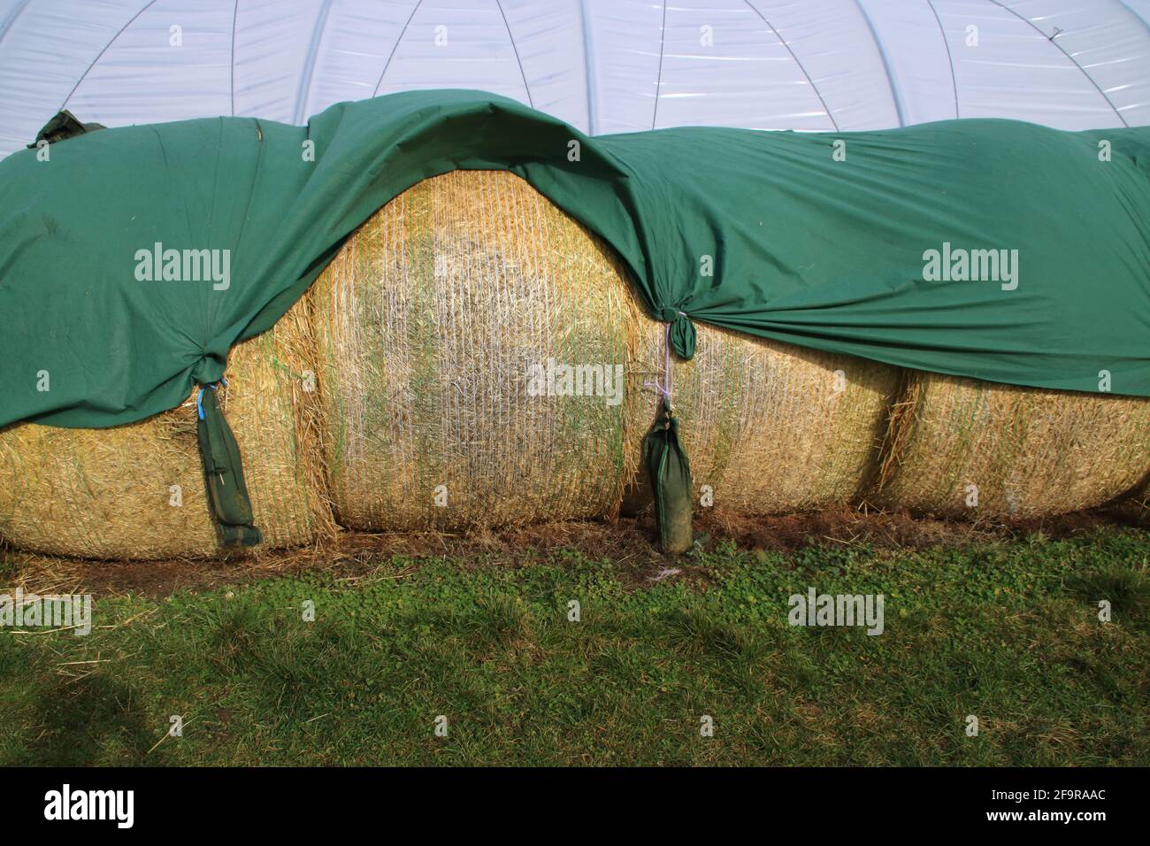 Hay bales are protected from rain with a tarpaulin Stock Photo - Alamy