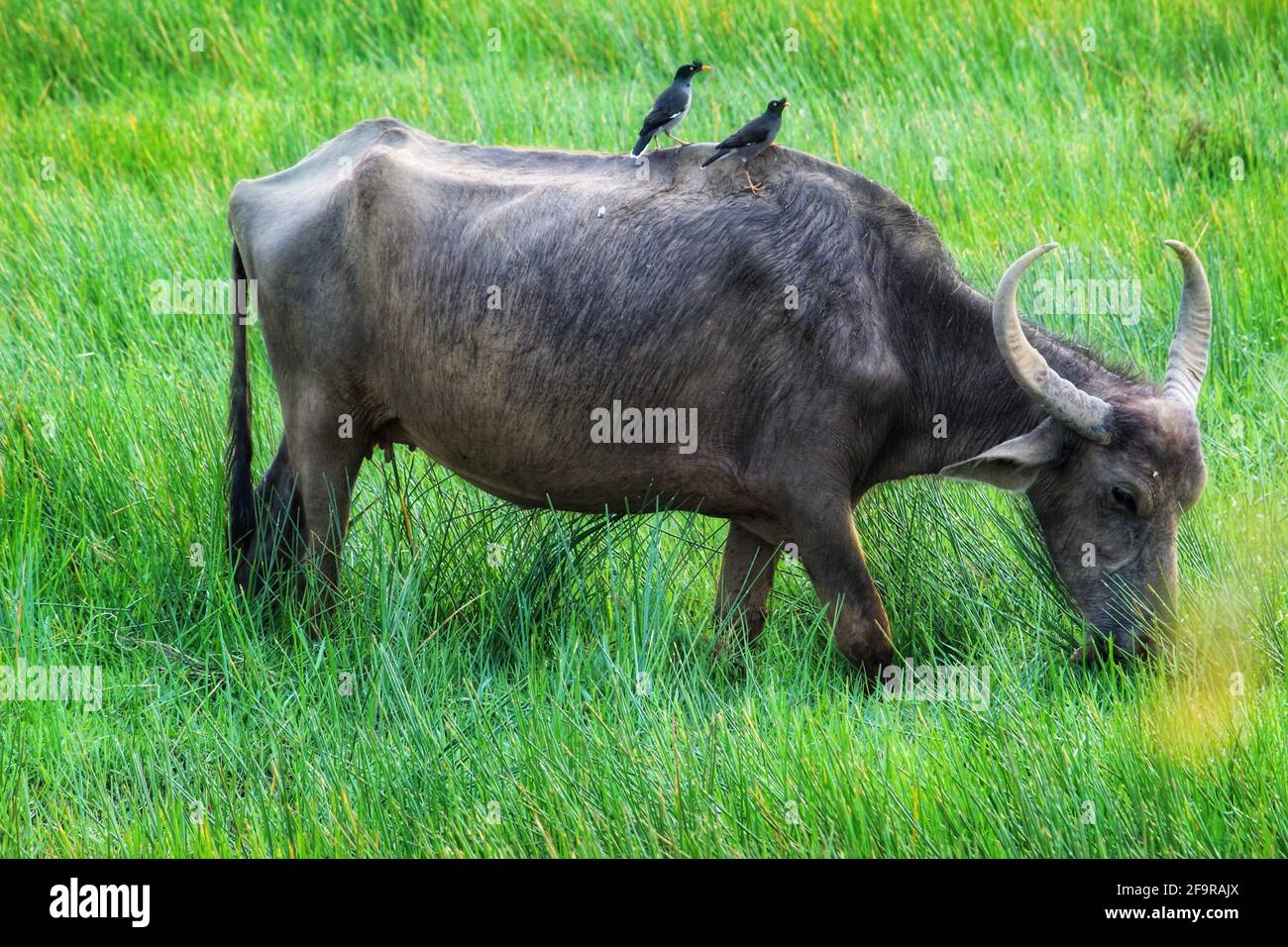 Buffalo with two blackbirds sitting on the back is grazing in the green ...
