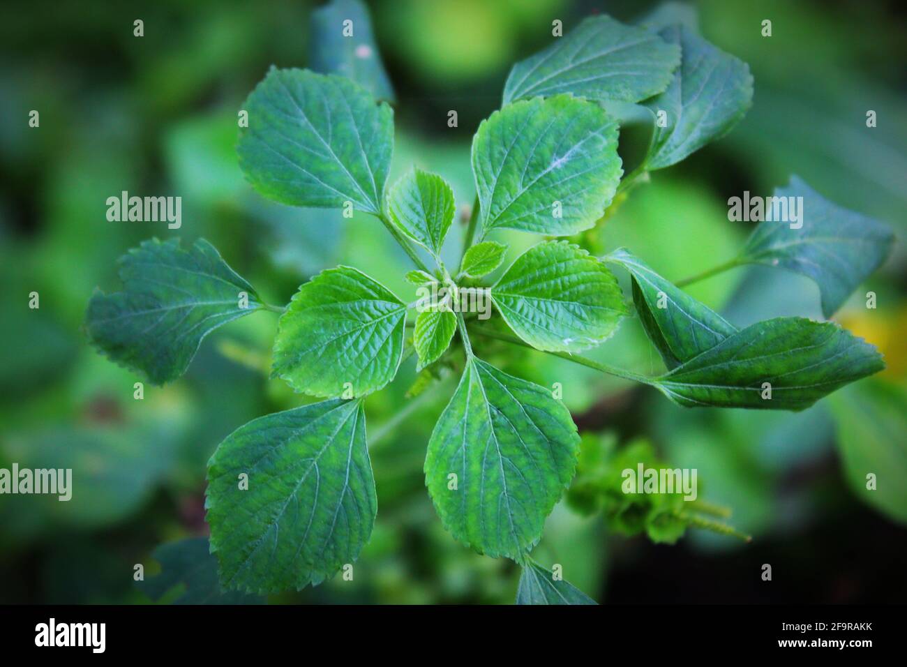 Green leaves plant acalypha hi-res stock photography and images - Alamy