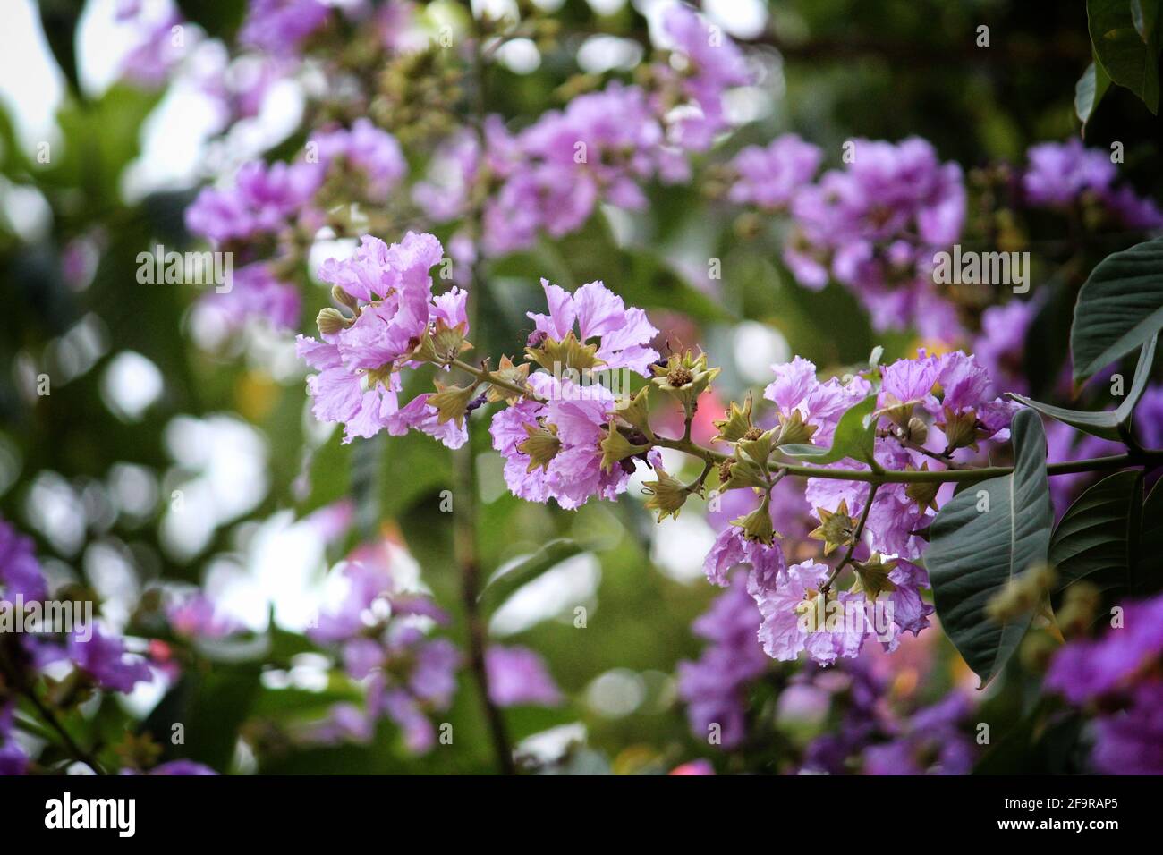 Pink flowers blooming on a branch of a Queen's crepe-myrtle tree Stock ...