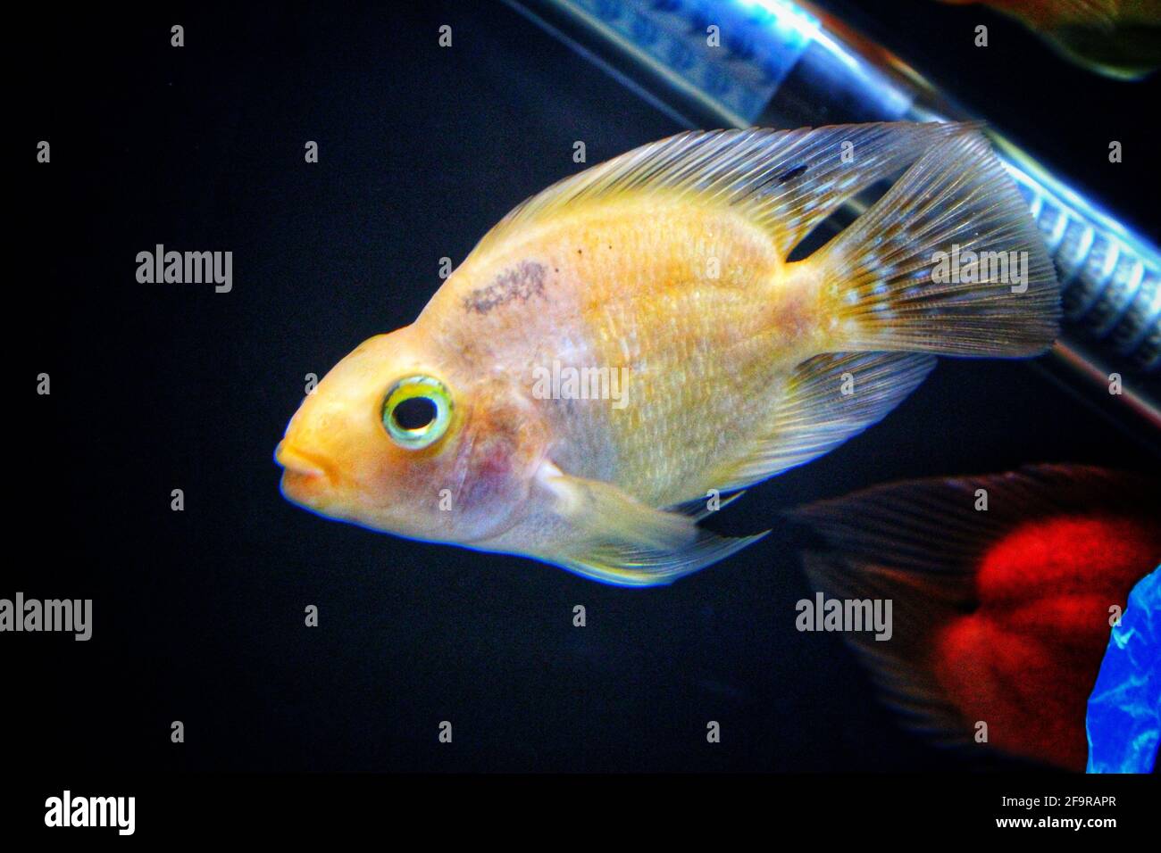 Baby Red Parrot Fish