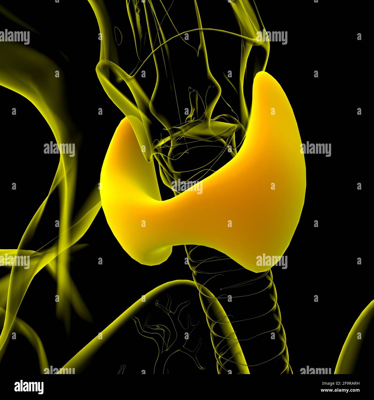 Thyroid Gland Anatomy For Medical Concept 3D Illustration Stock Photo ...