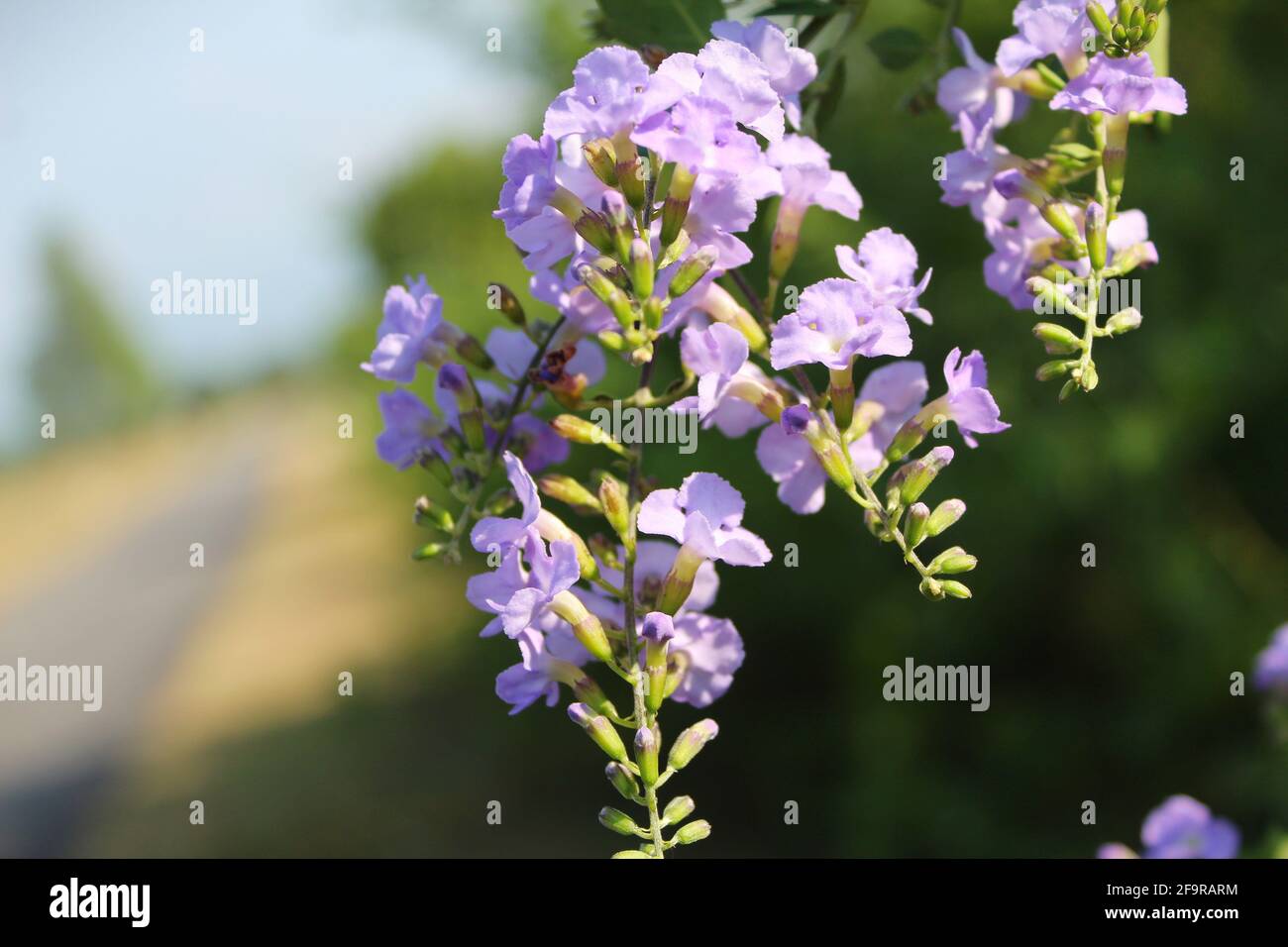 Golden dewdrop flowers hi-res stock photography and images - Alamy