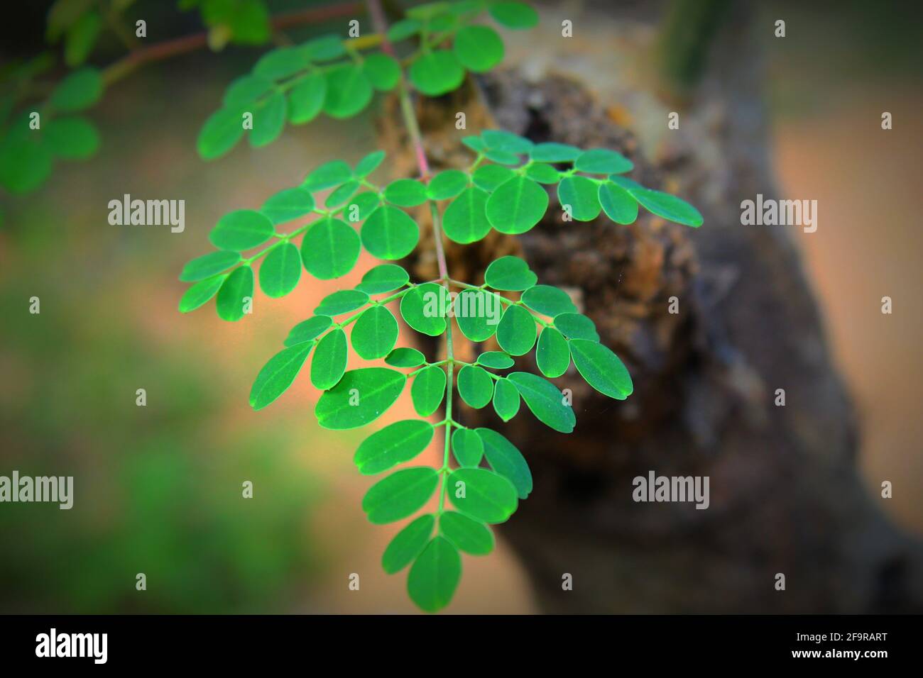Moringa species hi-res stock photography and images - Alamy