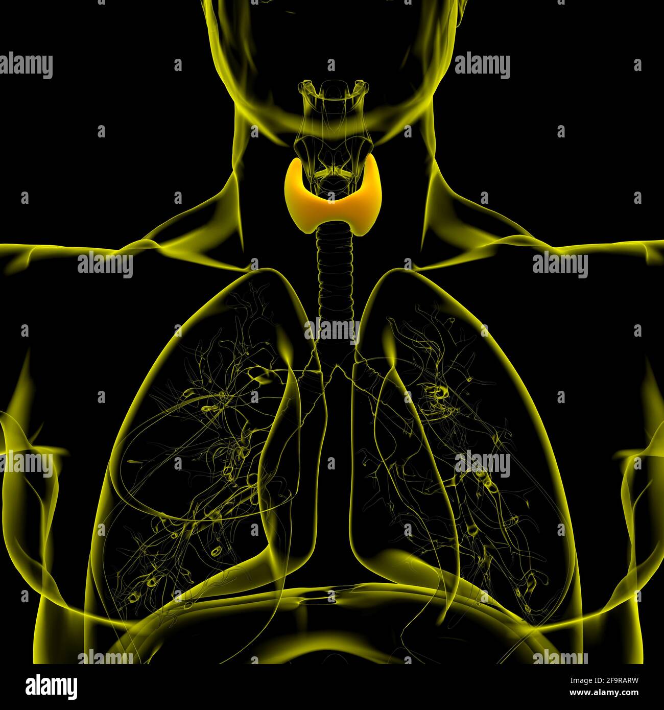 Thyroid Gland Anatomy For Medical Concept 3D Illustration Stock Photo ...