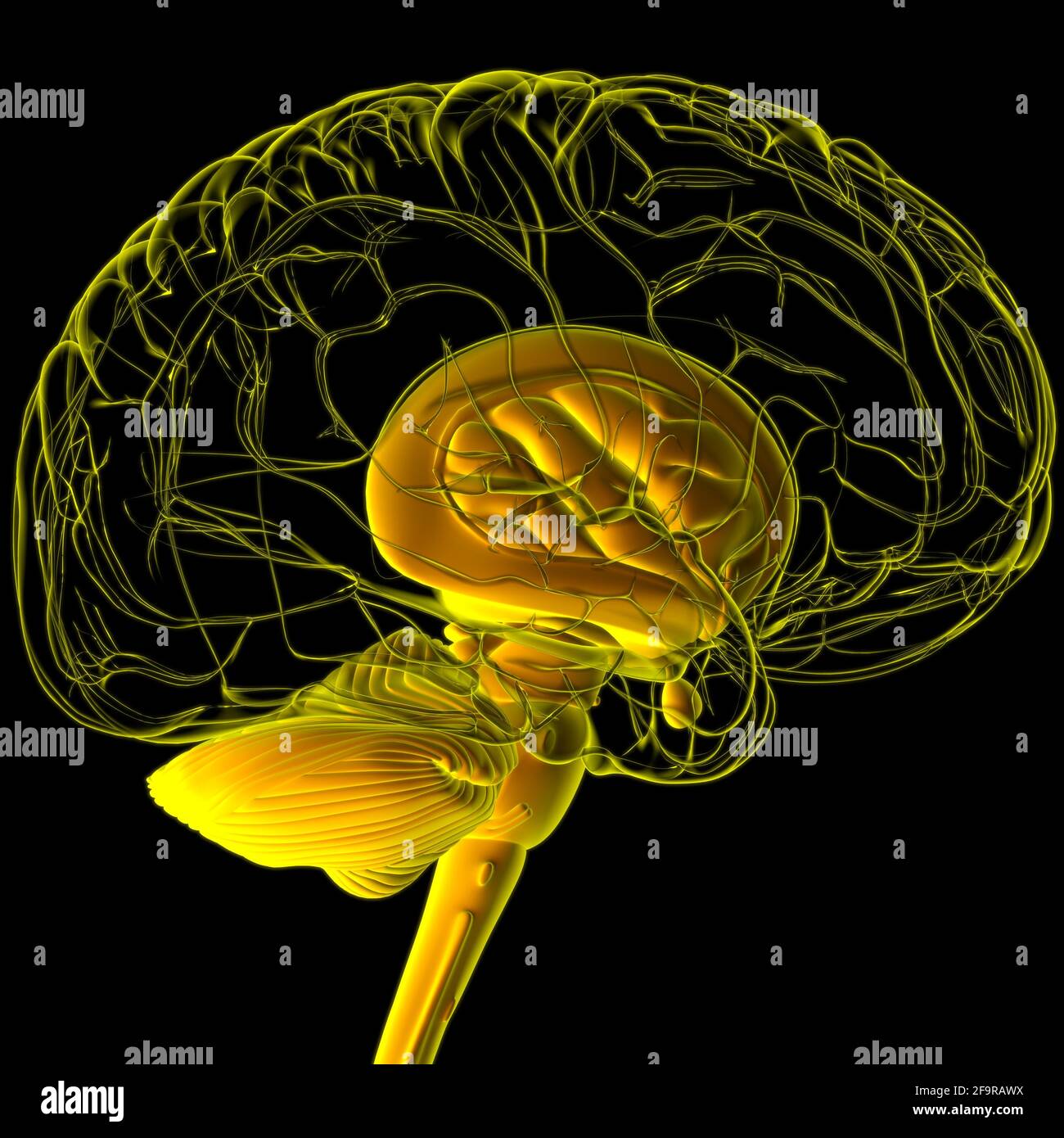 Human Brain inner parts Anatomy For Medical Concept 3D Illustration ...