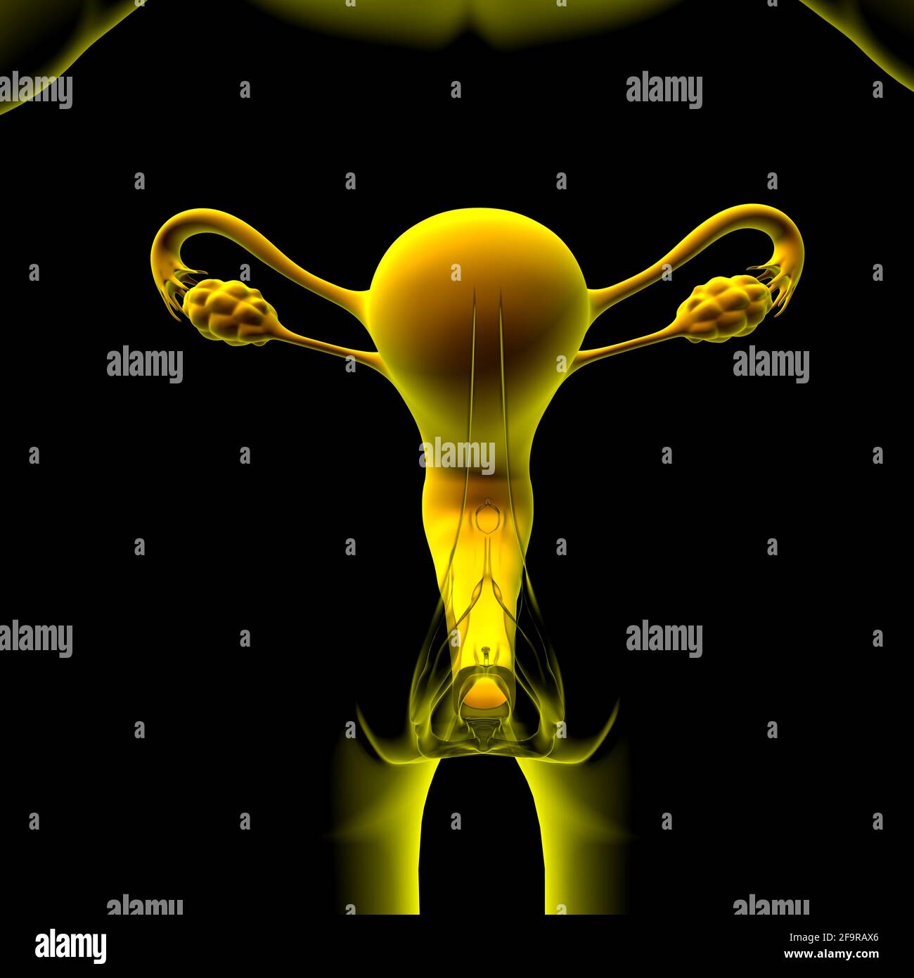 Female Reproductive System Anatomy For Medical Concept 3D Illustration ...