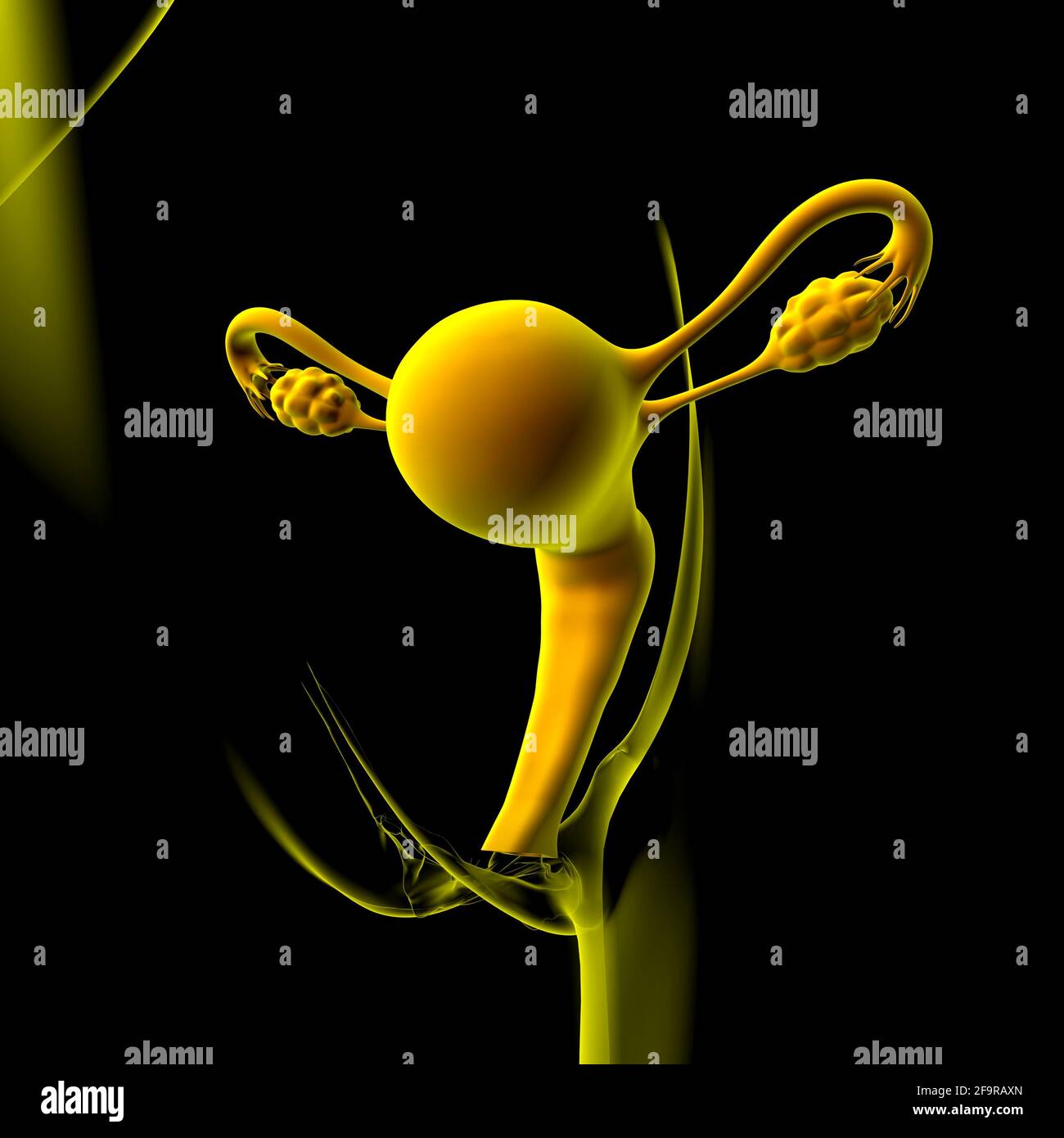 Female Reproductive System Anatomy For Medical Concept 3d Illustration