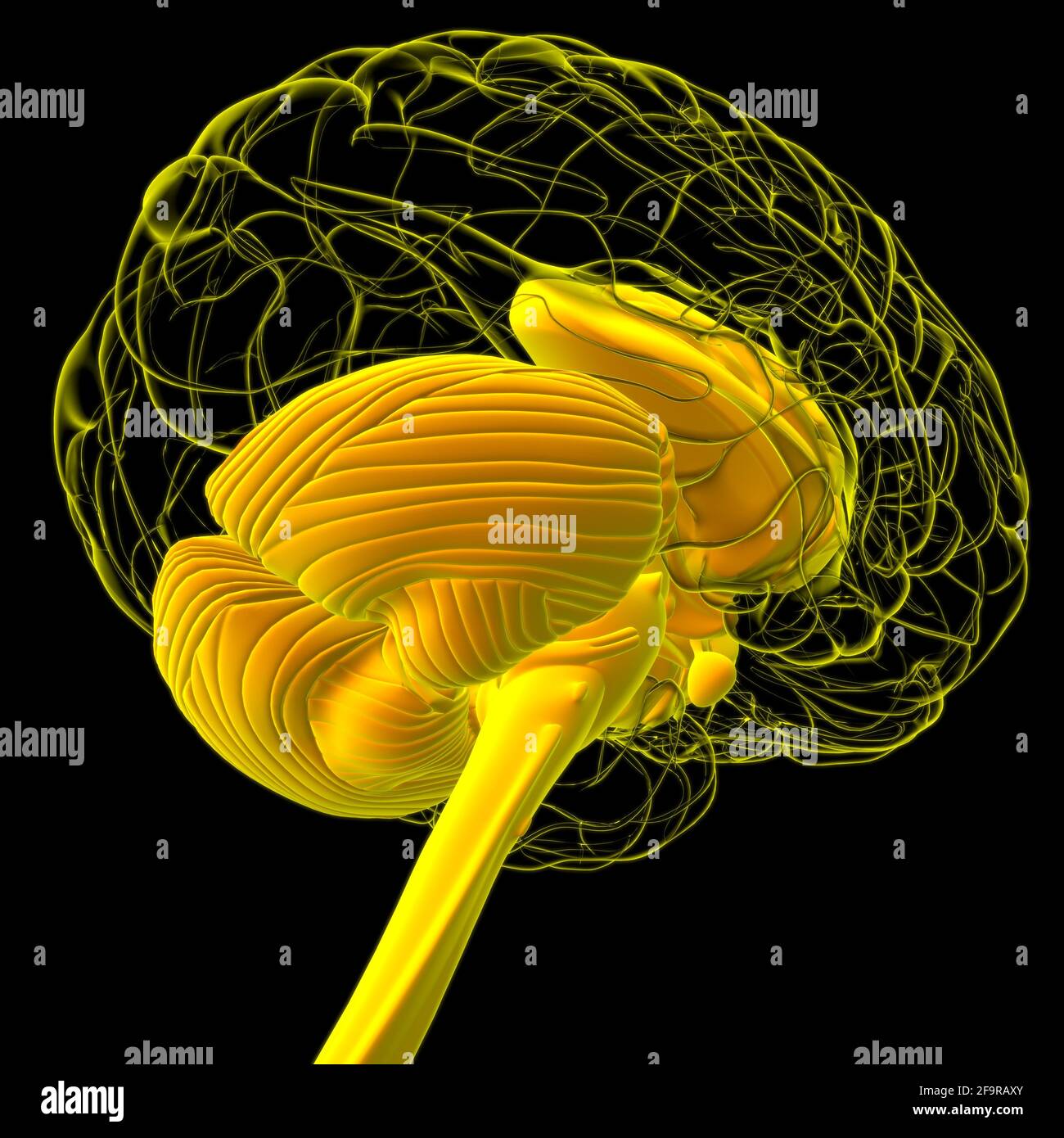 Human Brain inner parts Anatomy For Medical Concept 3D Illustration ...