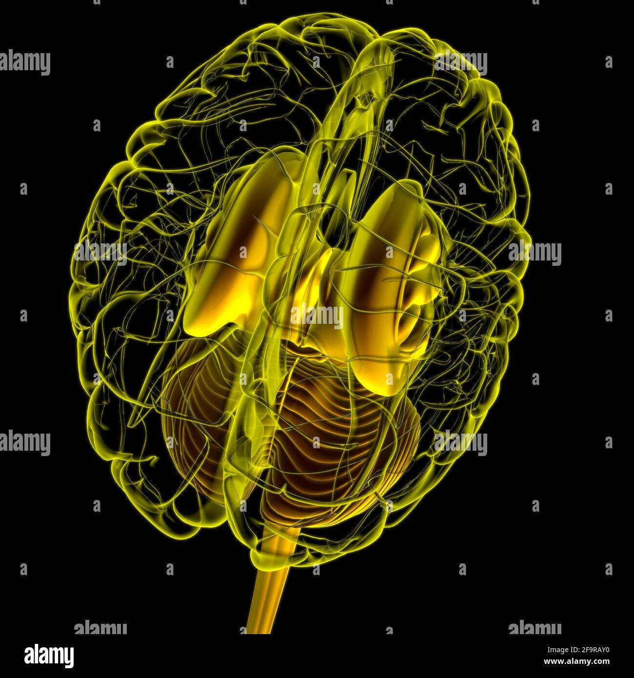 Human Brain inner parts Anatomy For Medical Concept 3D Illustration ...