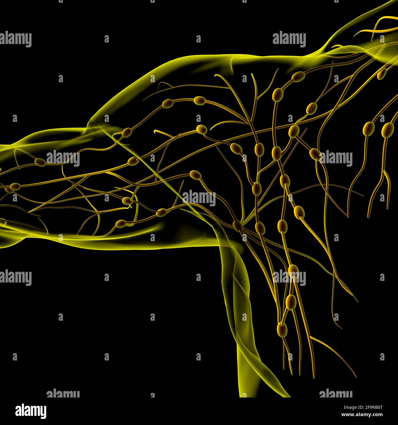 Human Lymph Nodes Anatomy For Medical Concept 3D Illustration Stock ...