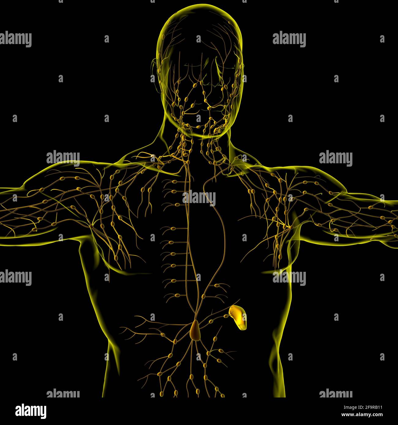 Human Lymph Nodes Anatomy For Medical Concept 3D Illustration Stock ...