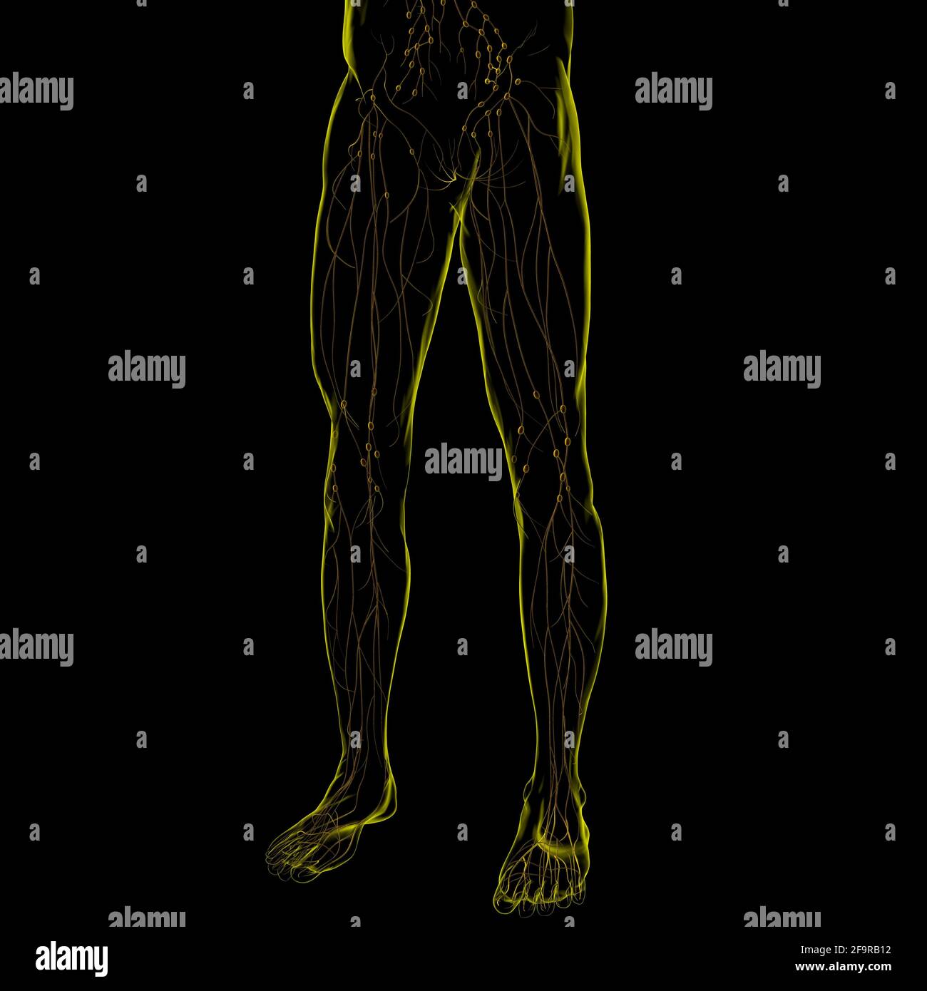 Human Lymph Nodes Anatomy For Medical Concept 3D Illustration Stock ...