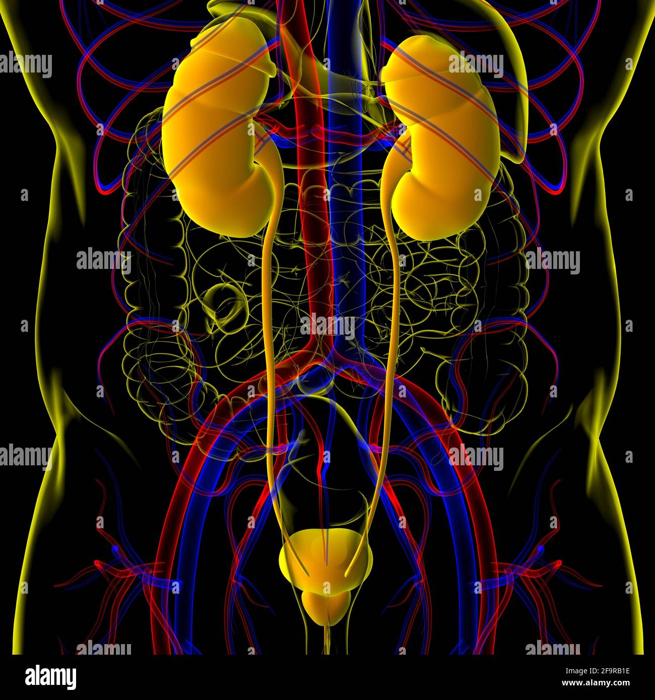 Human Urinary System Kidneys with Bladder Anatomy For Medical Concept ...