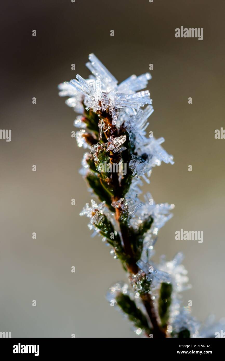 Common Heather Calluna vulgaris covered in heavy frost Stock Photo - Alamy