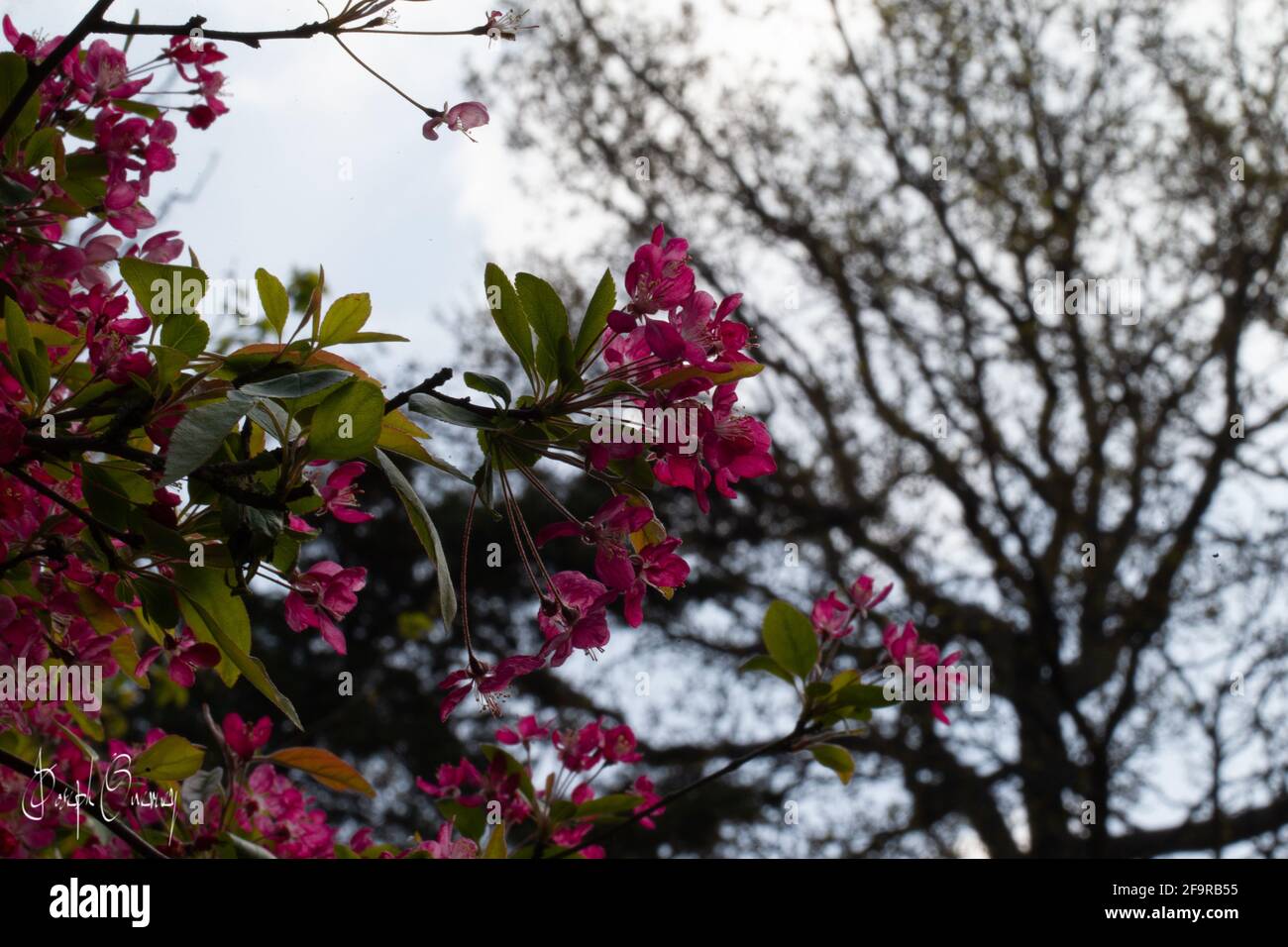 London at Peckham park with Landscape and wildlife Stock Photo - Alamy