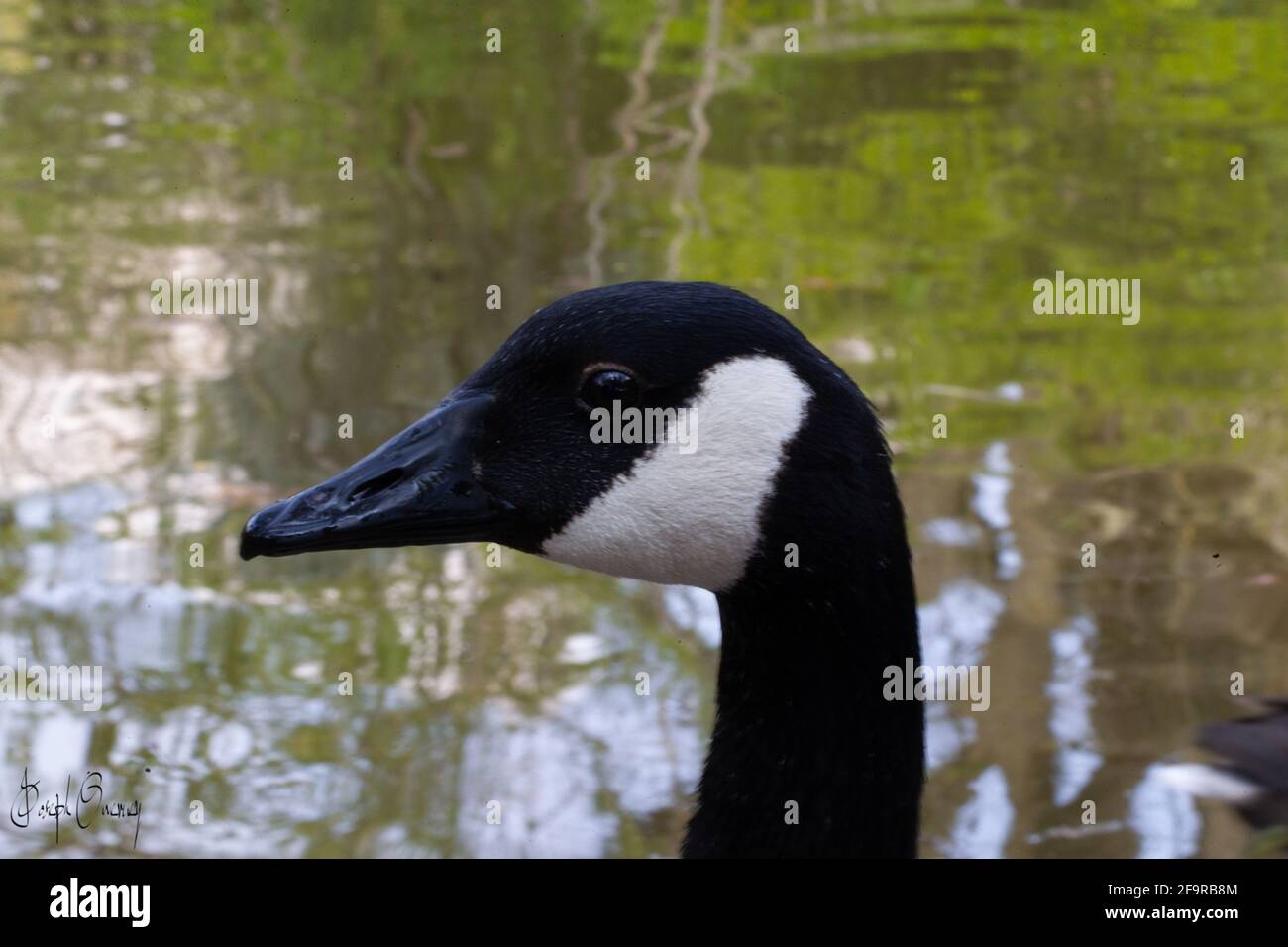 London at Peckham park with Landscape and wildlife Stock Photo - Alamy
