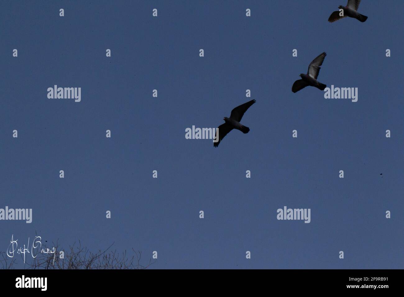London at Peckham park with Landscape and wildlife Stock Photo - Alamy