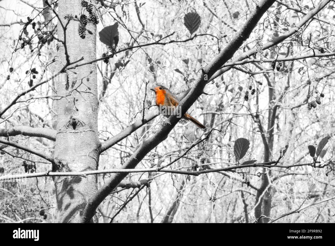 London at Peckham park with Landscape and wildlife Stock Photo - Alamy