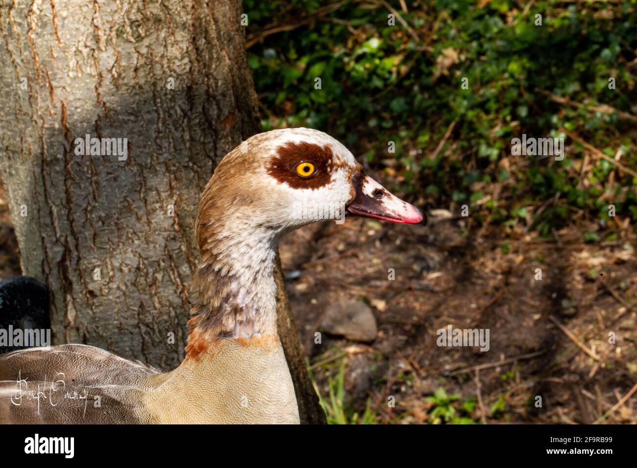 London at Peckham park with Landscape and wildlife Stock Photo - Alamy
