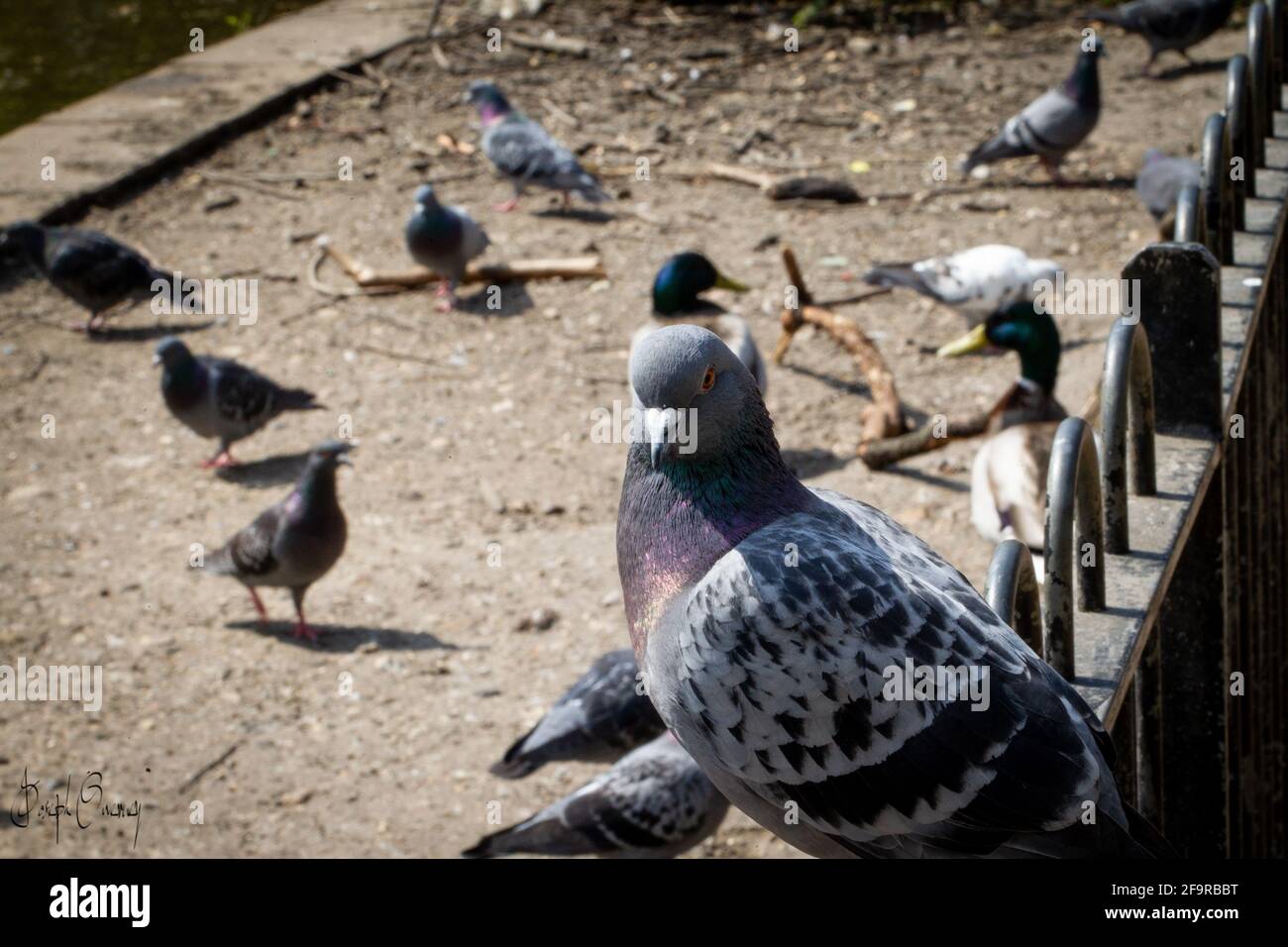 London at Peckham park with Landscape and wildlife Stock Photo - Alamy