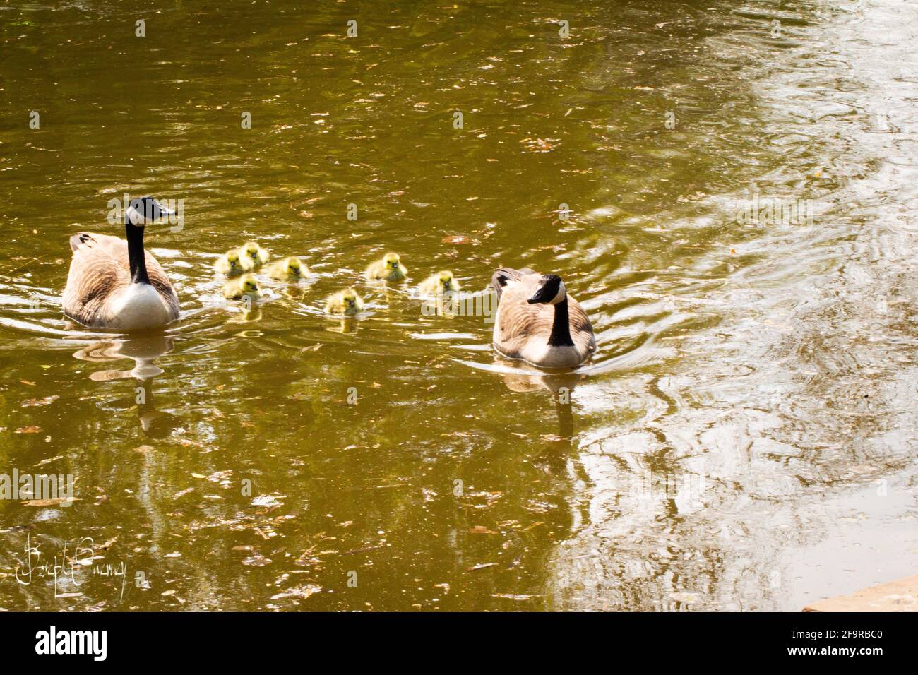 London at Peckham park with Landscape and wildlife Stock Photo - Alamy