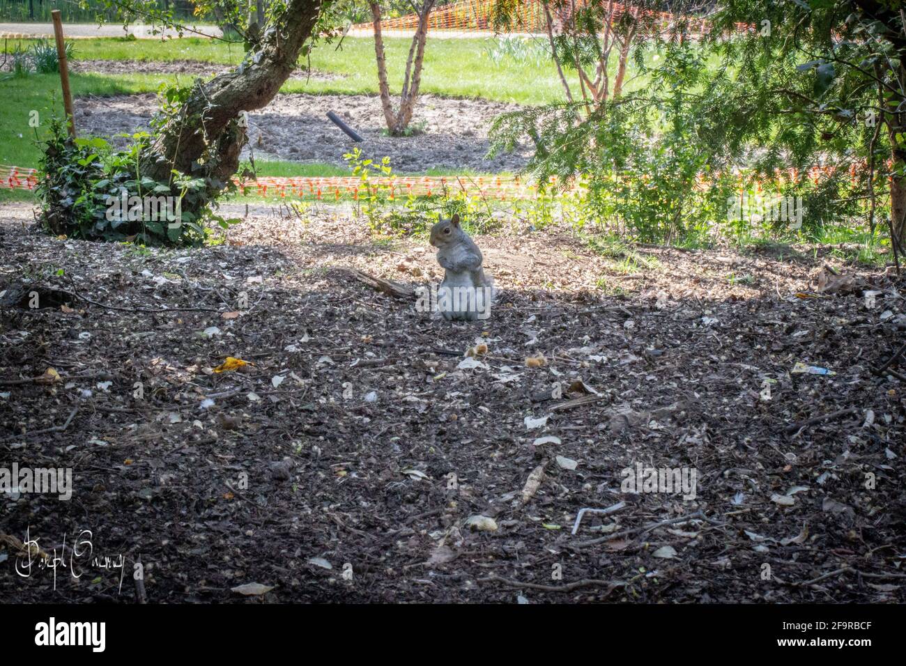 London at Peckham park with Landscape and wildlife Stock Photo - Alamy