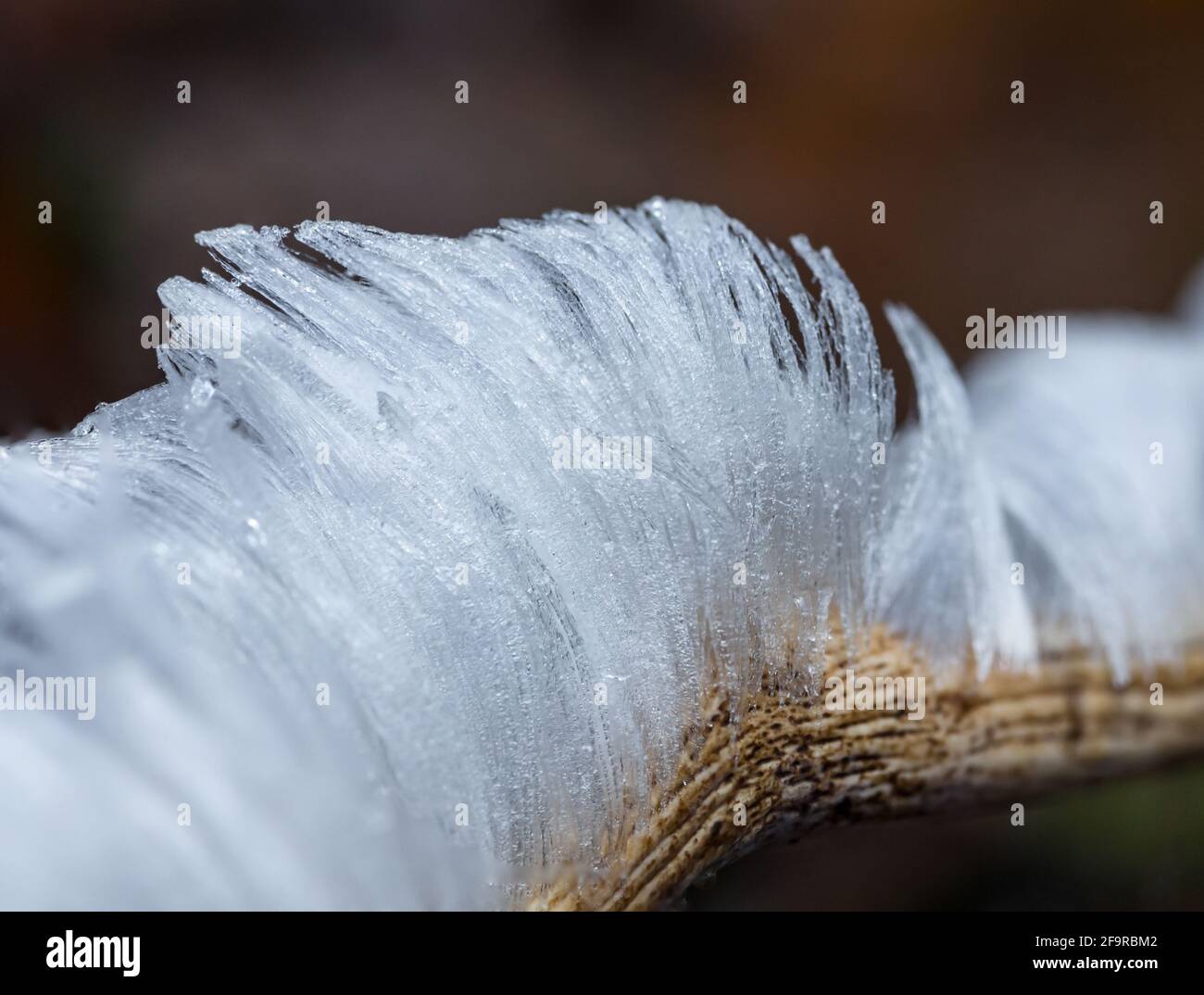 Hair Ice on rotting brich branches. The Hair Ice is formed when the ...