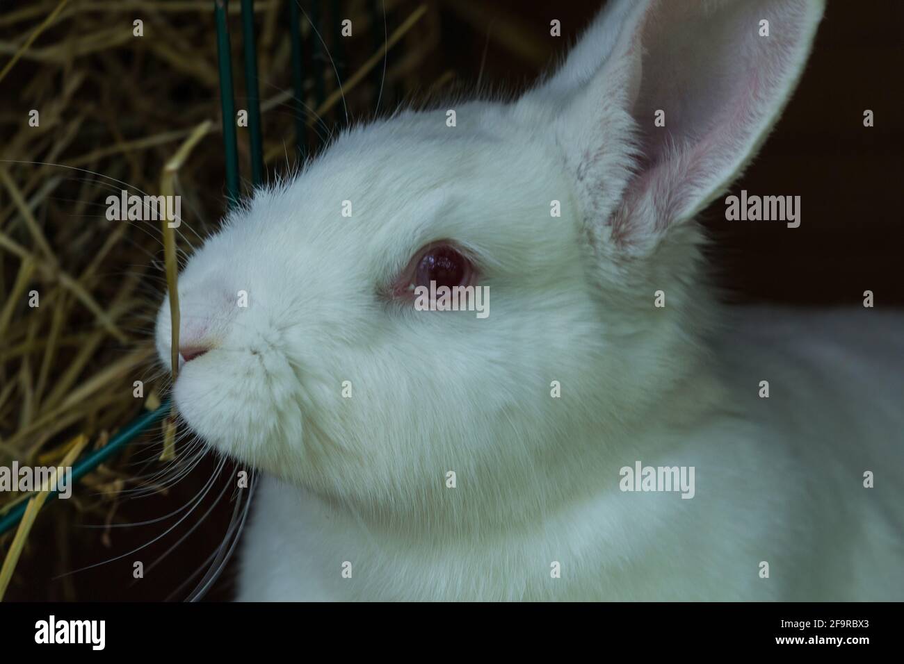 little white rabbit portrait Stock Photo - Alamy