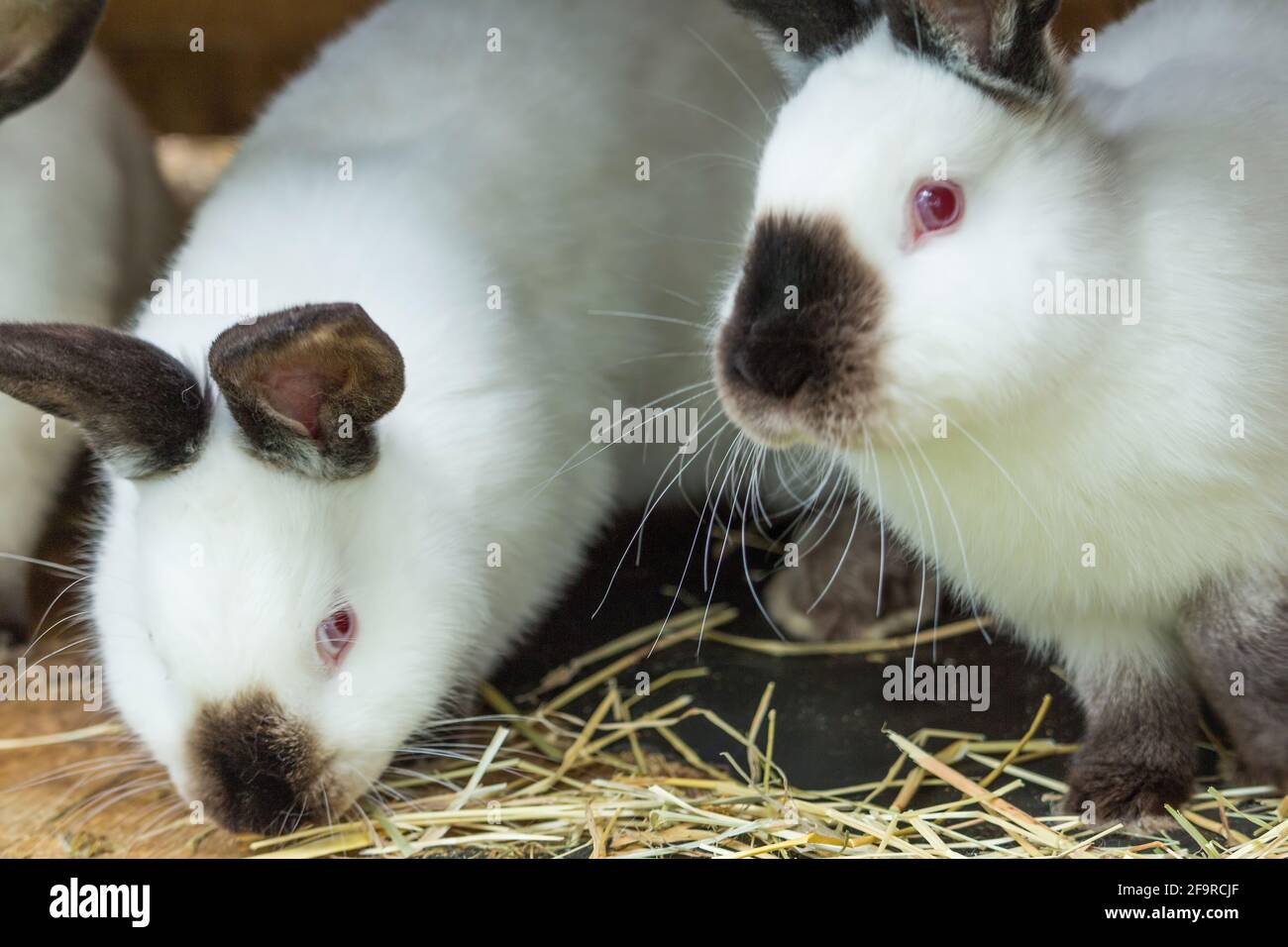 Adult baby rabbits hi-res stock photography and images - Alamy