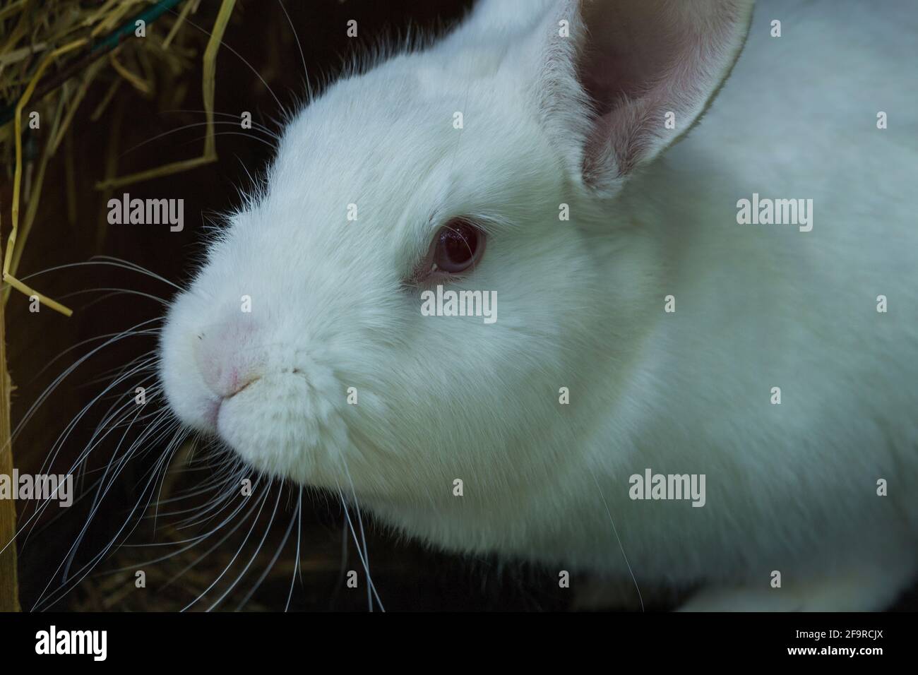 little white rabbit portrait Stock Photo - Alamy