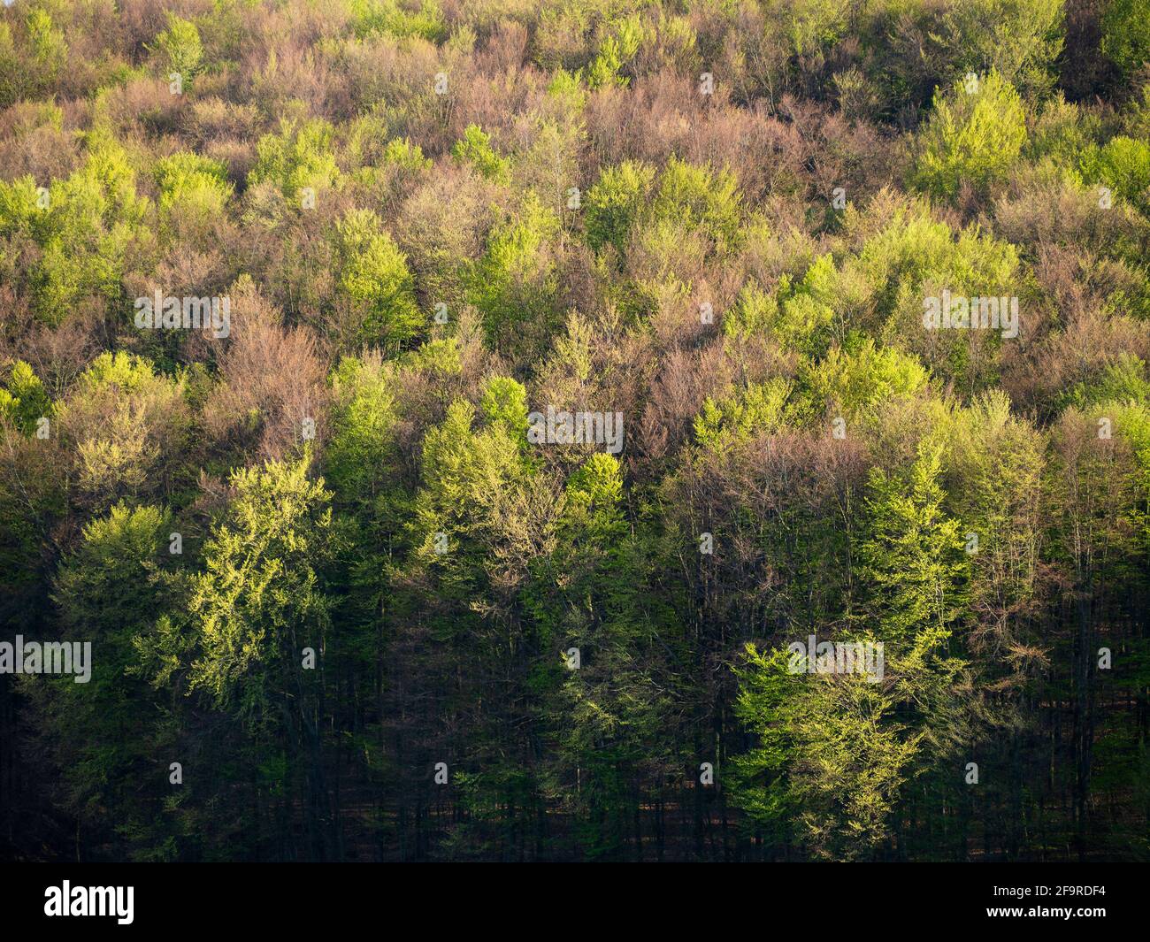 Beautiful view green forest full hi-res stock photography and images ...