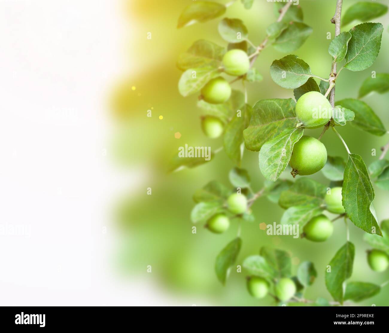 Growing Apples, collage Stock Photo - Alamy