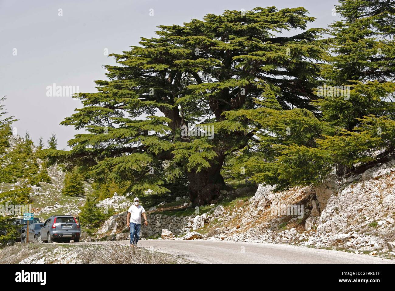 Cedar of lebanons cedrus libani hi-res stock photography and images - Alamy