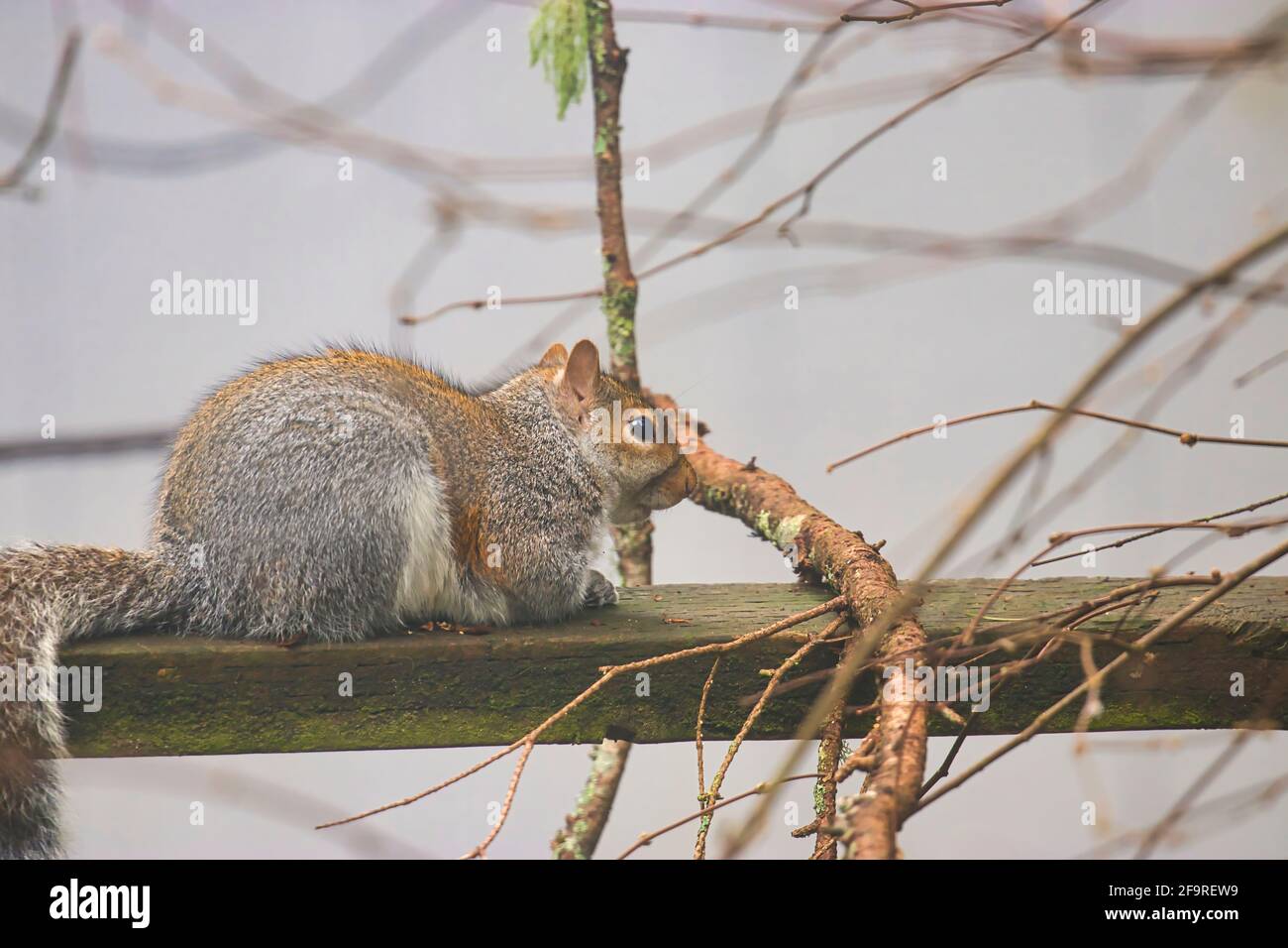 large gray squirrel laying down on an old fence Stock Photo - Alamy