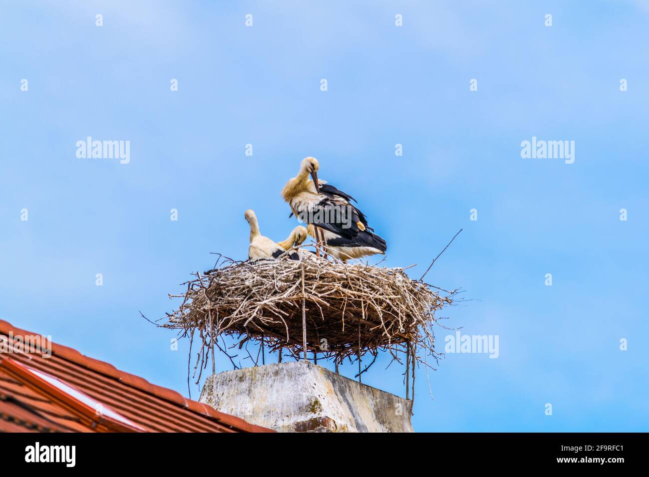 Austrian city Rust situated next to the neusiedler see lake is famous ...