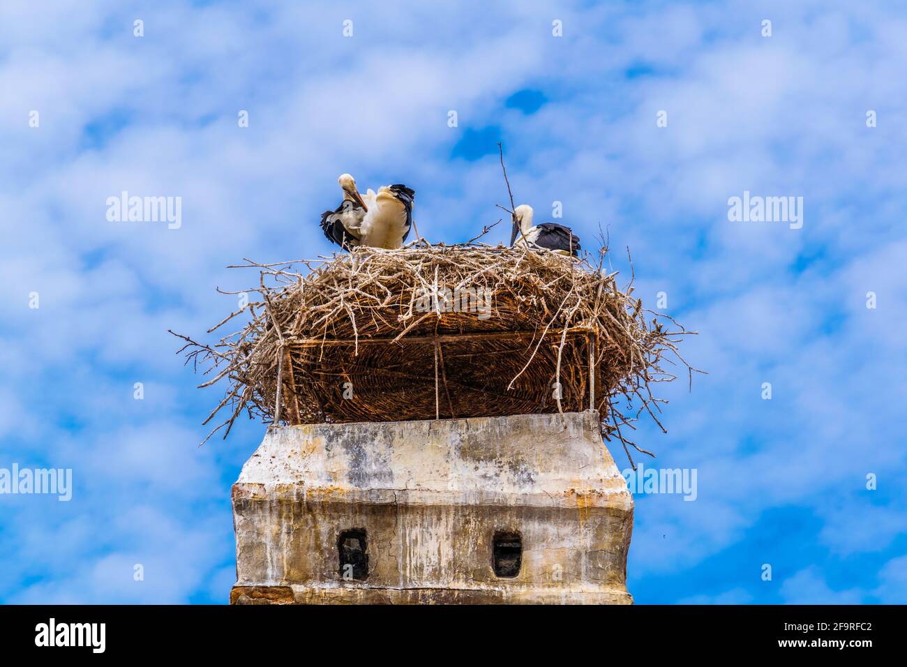 Austrian city Rust situated next to the neusiedler see lake is famous ...